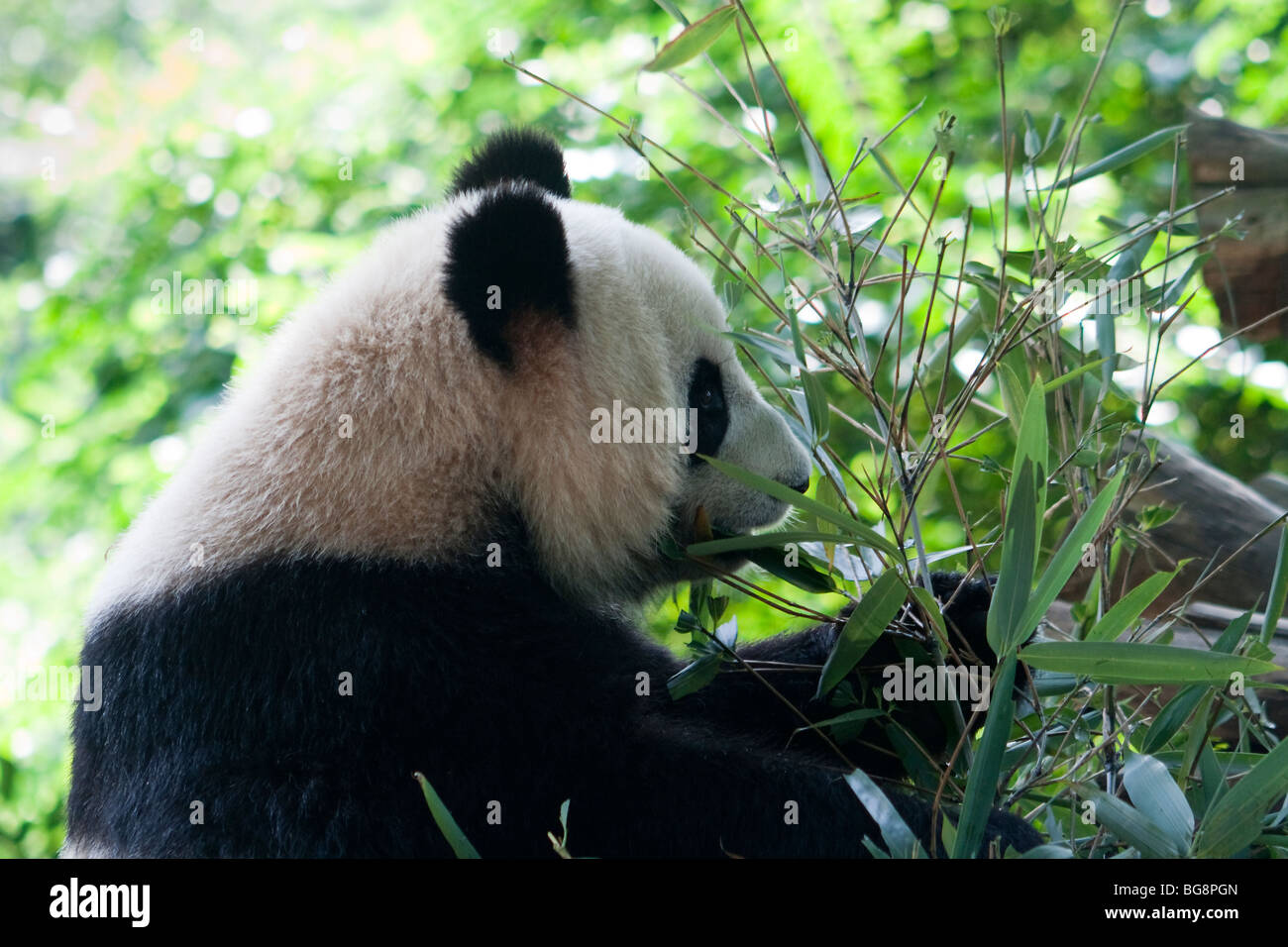 Panda research program hi-res stock photography and images - Alamy