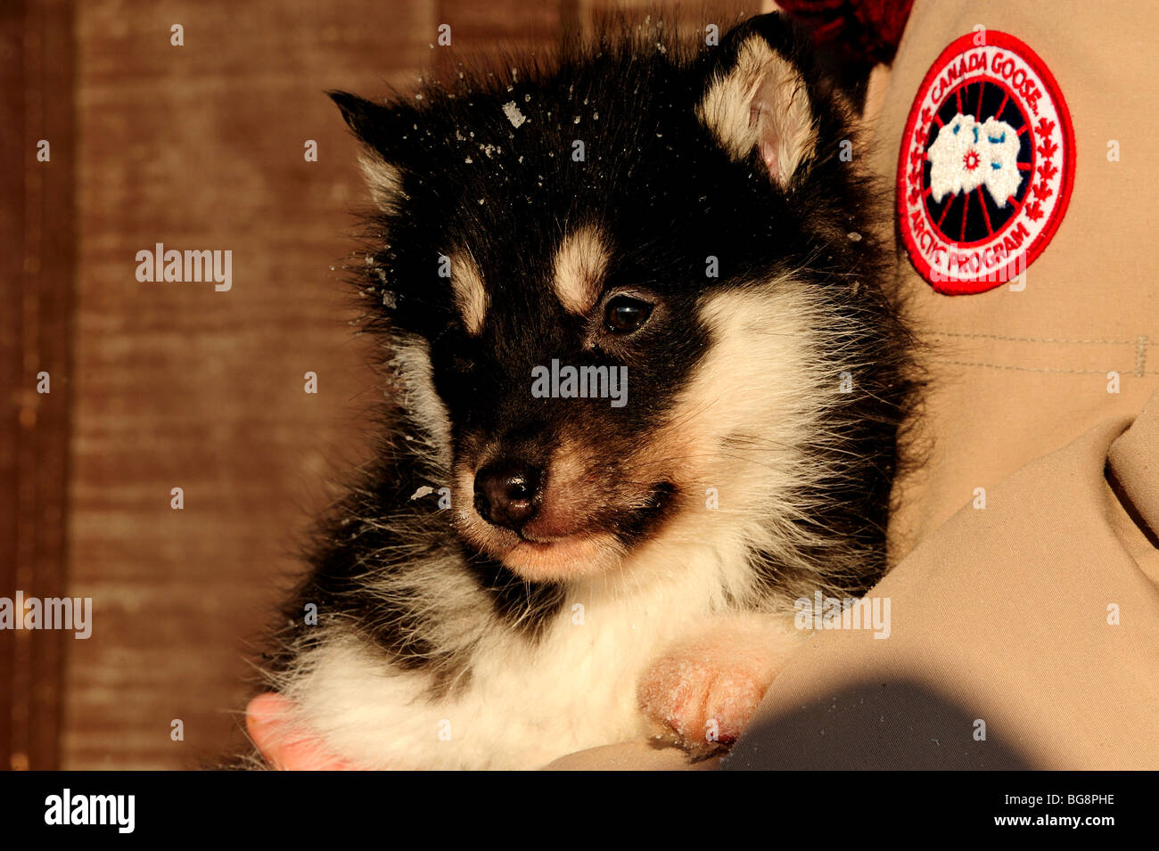 Churchill the dog hi-res stock photography and images - Alamy