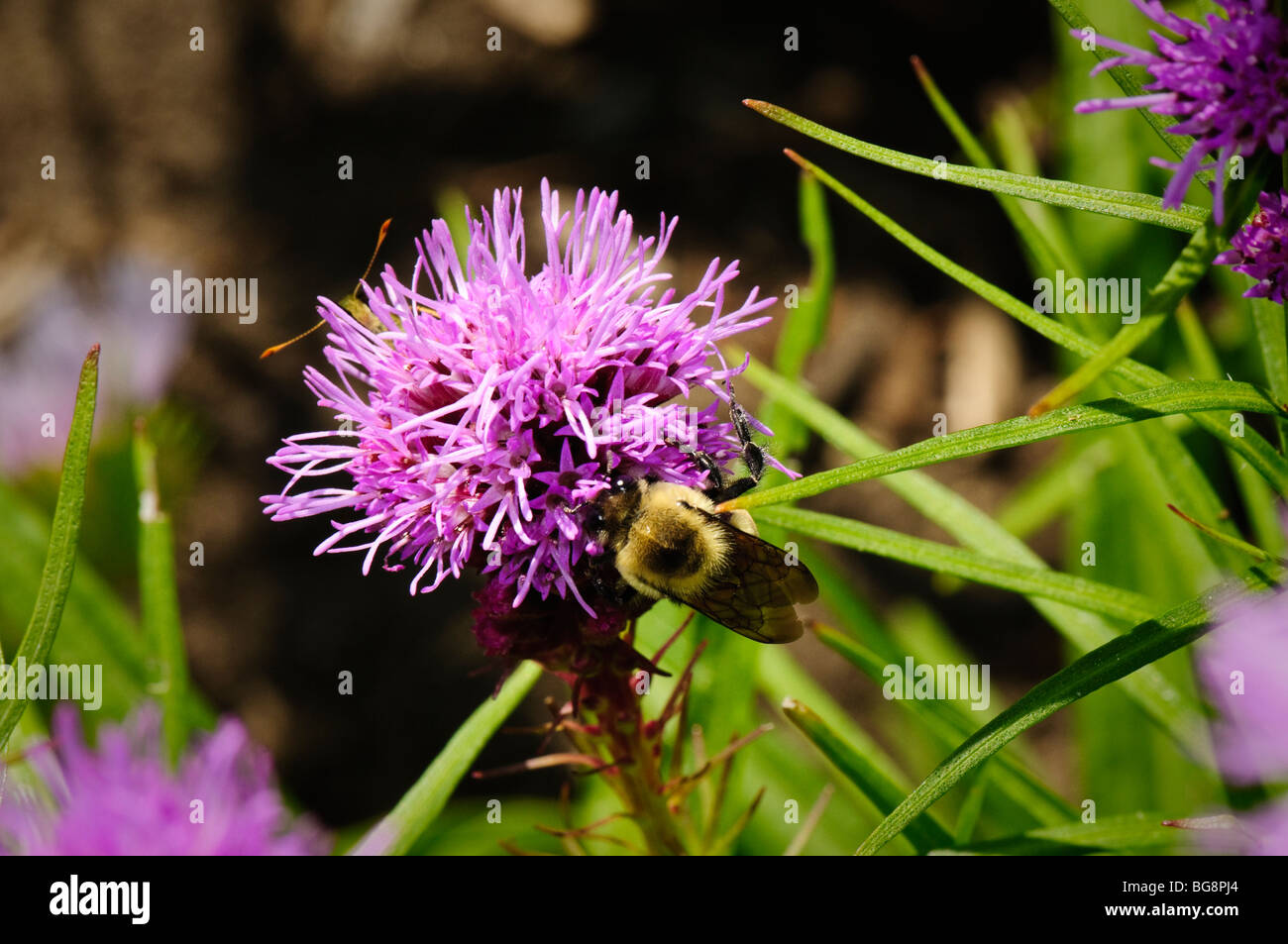 A bee and a skipper butterfly share a Spike Gayfeather flower Stock ...