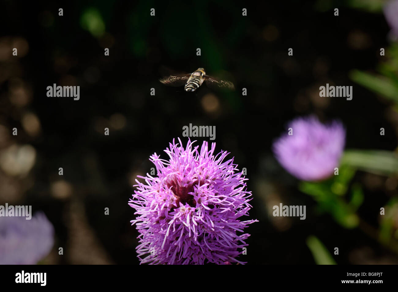 Flying from flower hi-res stock photography and images - Alamy
