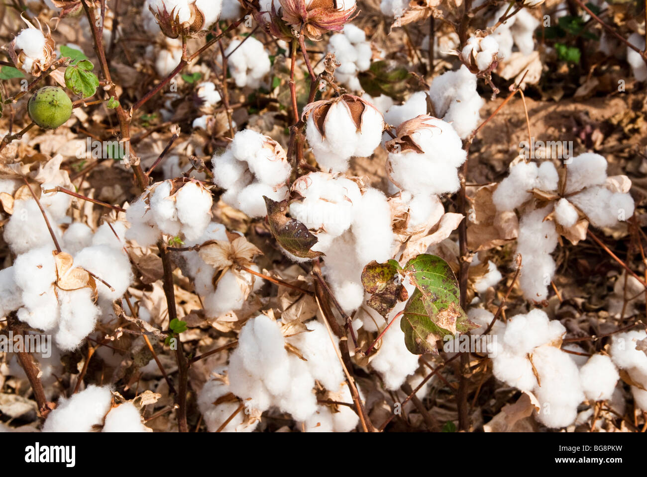 a defoliated cotton field ready for harvest Stock Photo - Alamy