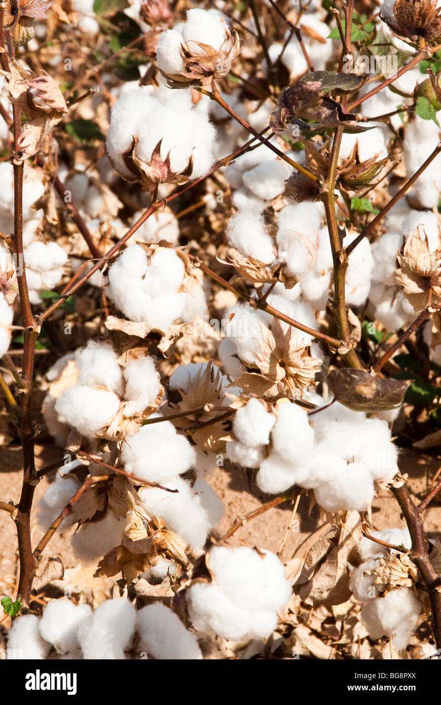 a defoliated cotton field ready for harvest Stock Photo - Alamy