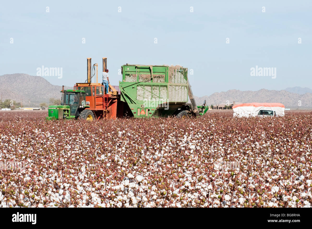 a cotton picker and module builder harvesting the crop in a cotton ...