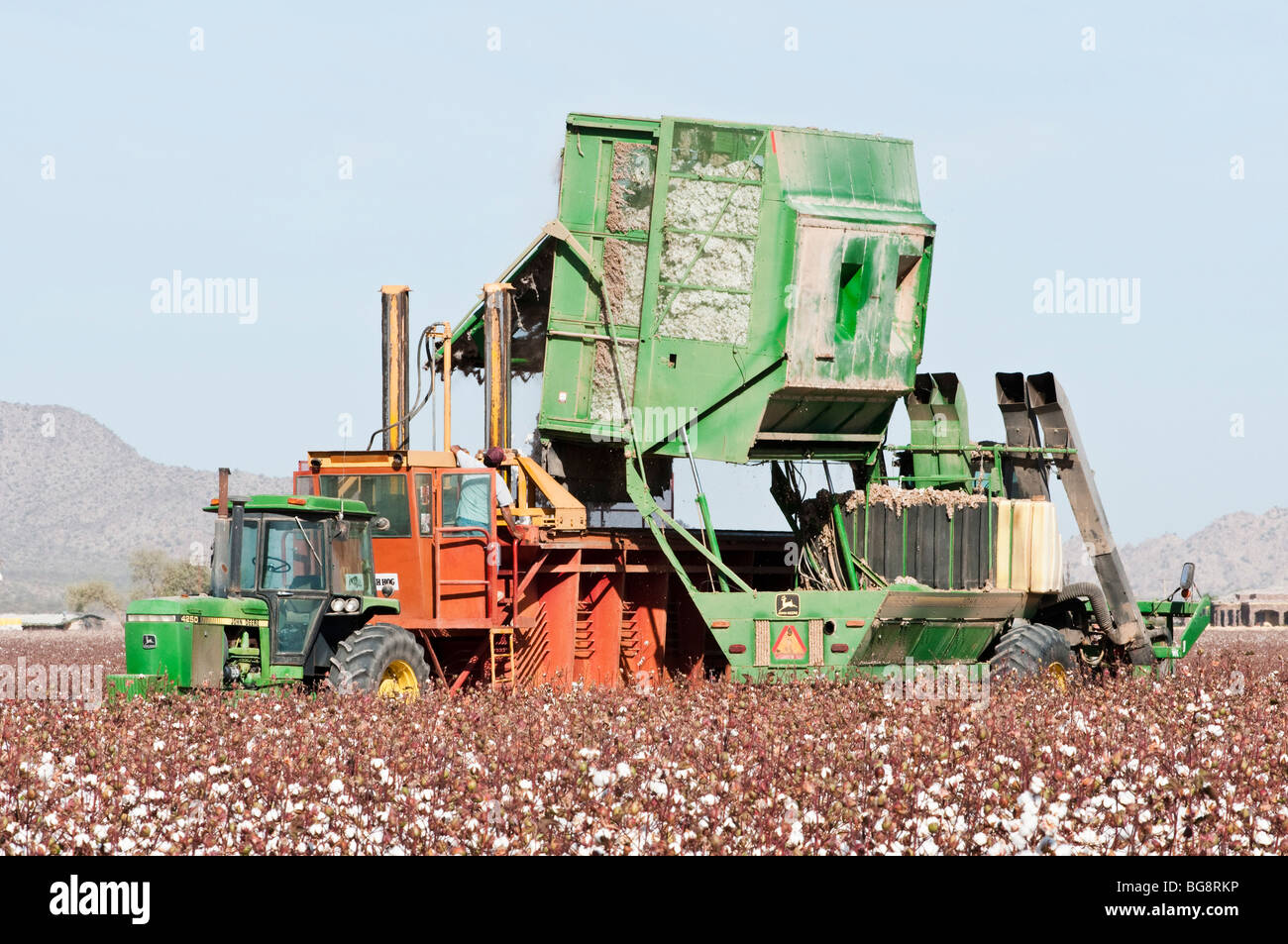 a cotton picker and module builder harvesting the crop in a cotton ...
