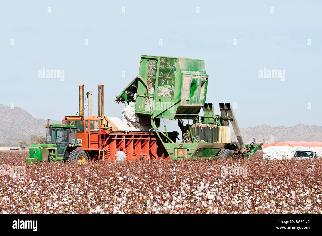 a cotton picker and module builder harvesting the crop in a cotton ...