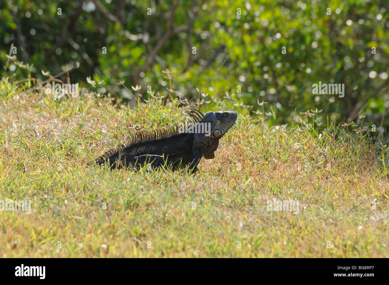 Wild Iguana on Key West, Florida USA Stock Photo - Alamy