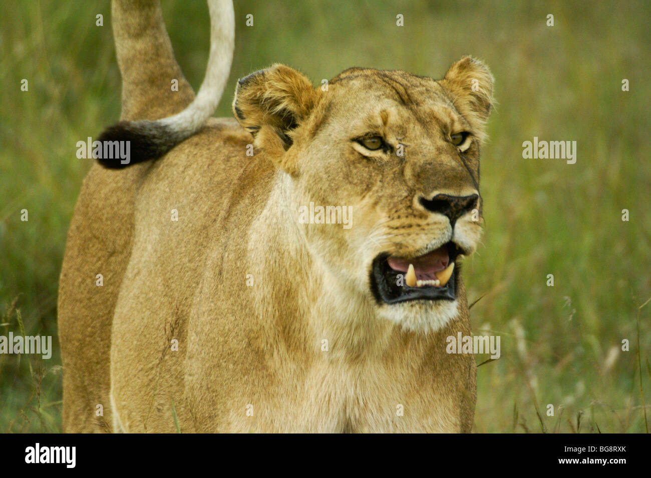 Tail Of Lioness High Resolution Stock Photography and Images - Alamy