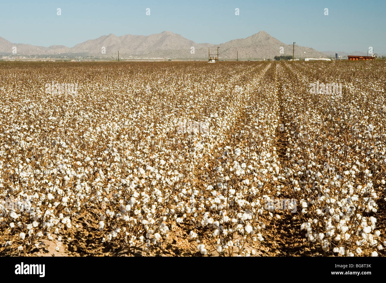 a defoliated cotton field ready for harvest Stock Photo - Alamy
