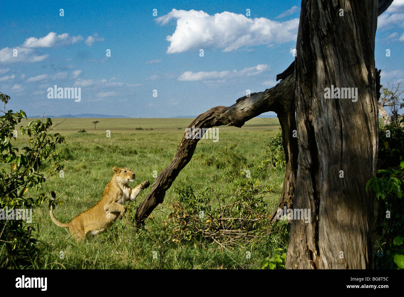 African lioness jumping into tree, Masai Mara, Kenya Stock Photo - Alamy