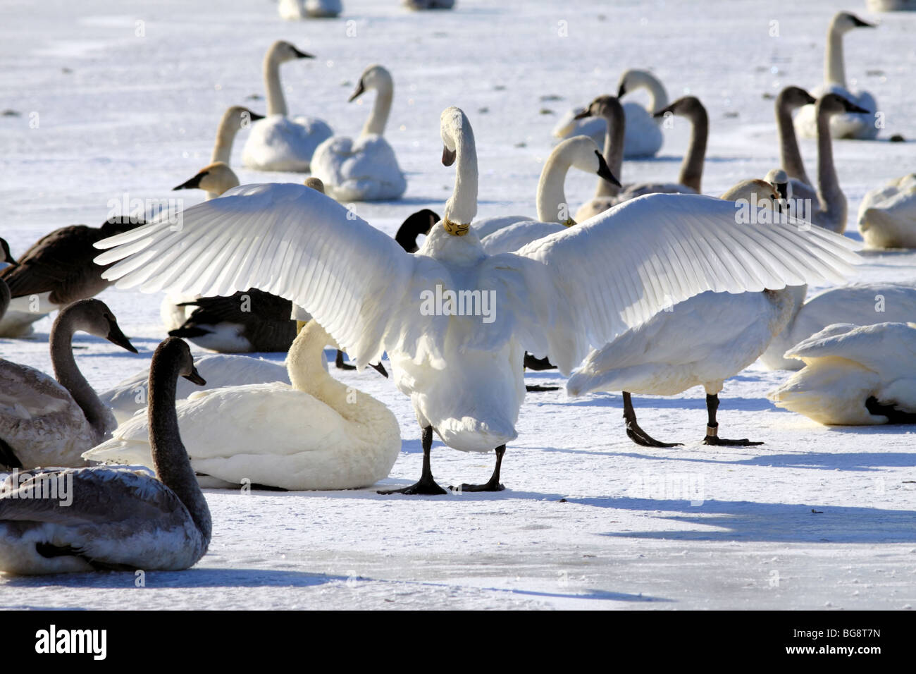 Endangered Trumpeter Swans (Cygnus buccinator) rest, preen and stretch ...