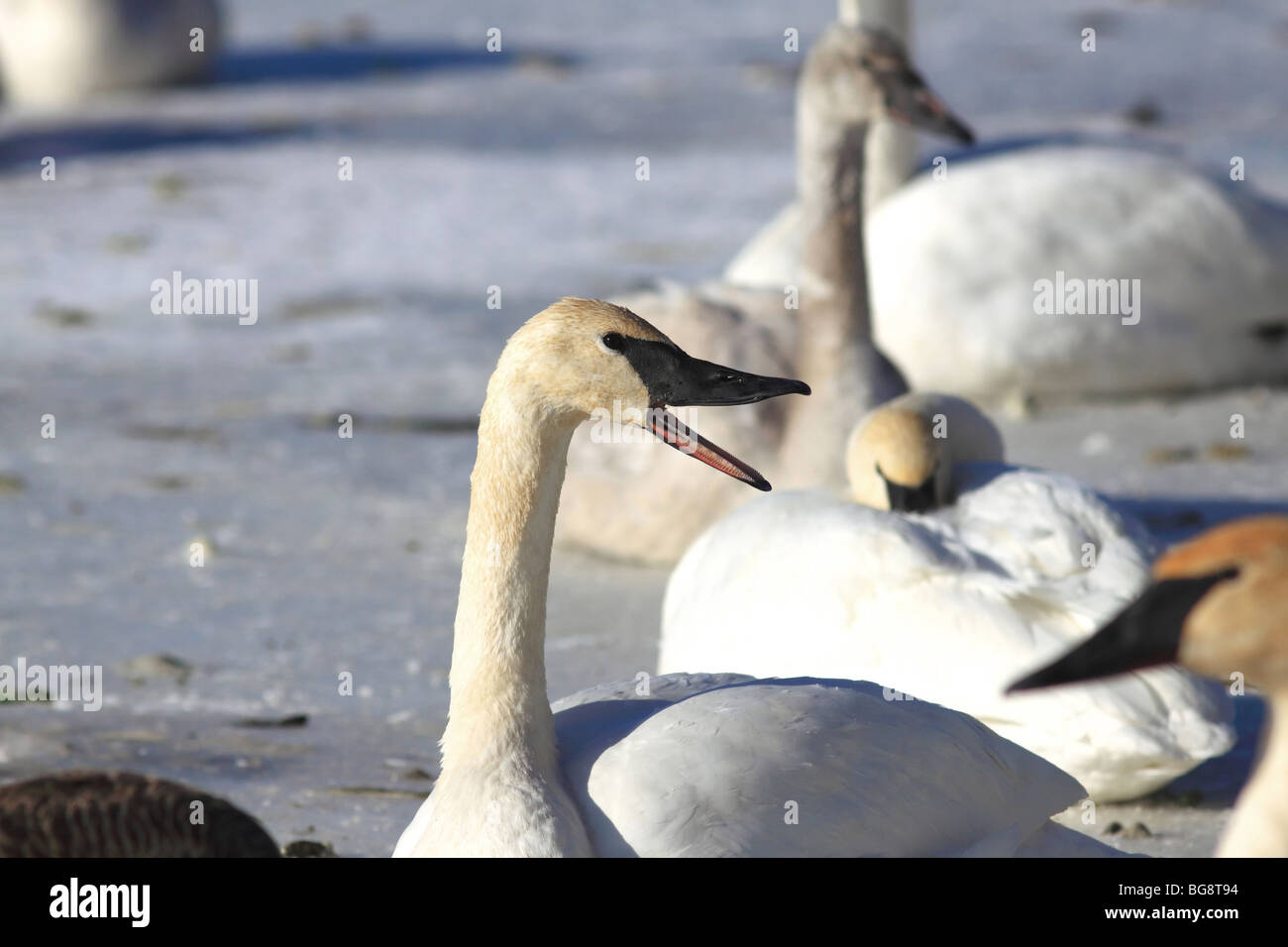 Trumpeter swans resting hi-res stock photography and images - Alamy