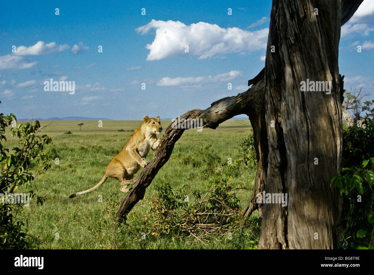 African tree lions hi-res stock photography and images - Alamy