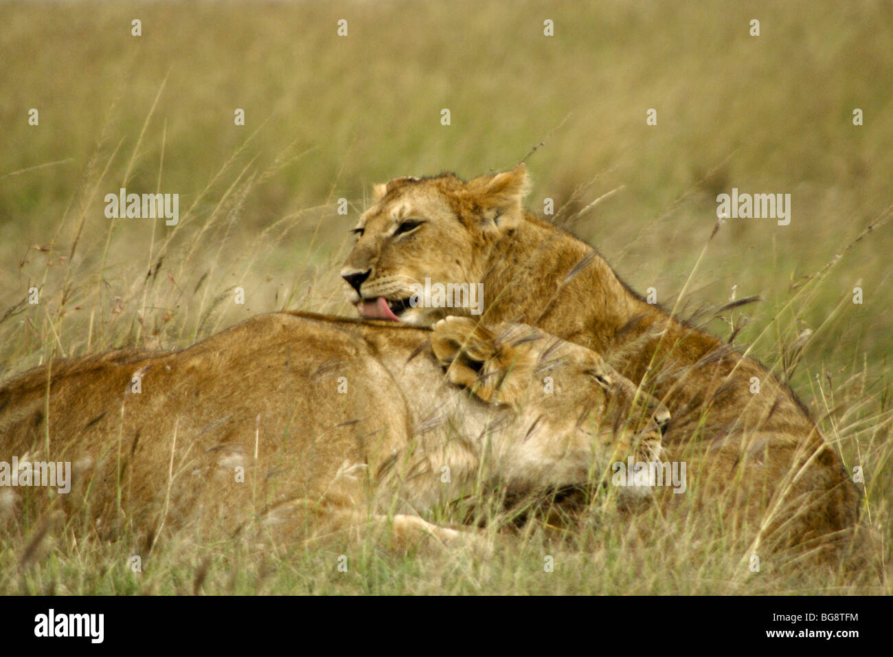 Lion lioness grooming hi-res stock photography and images - Alamy