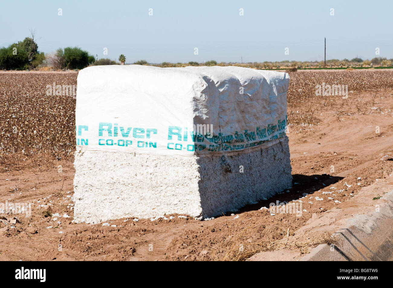 cotton modules alongside of a cotton field that has been picked Stock ...