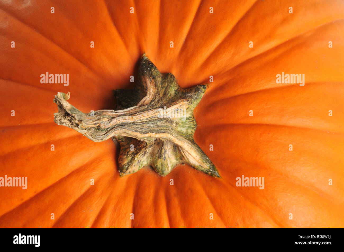 Pumpkin close up isolated on a white background Stock Photo - Alamy