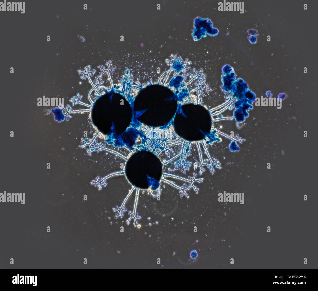 Microsphaera alphitoides hi-res stock photography and images - Alamy