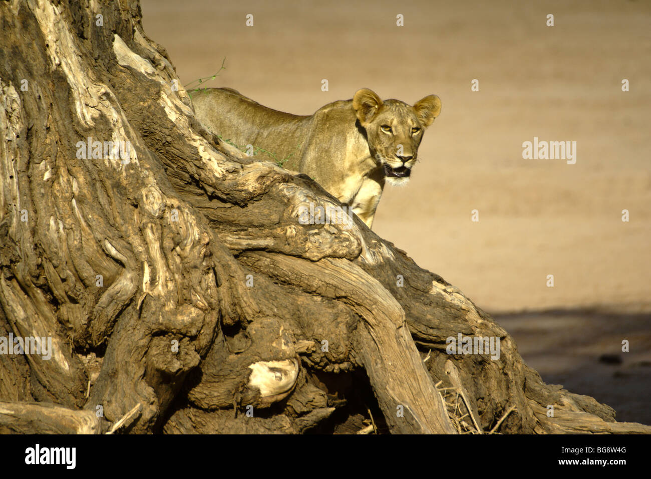Young African lion peering from behind tree, Samburu, Kenya Stock Photo ...