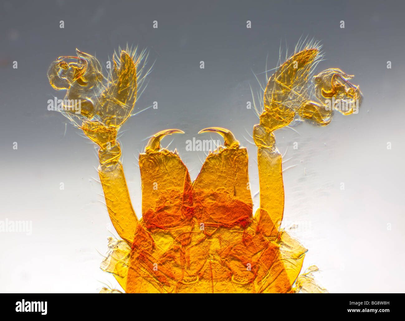 Photomicrograph of spider mouthparts Stock Photo - Alamy