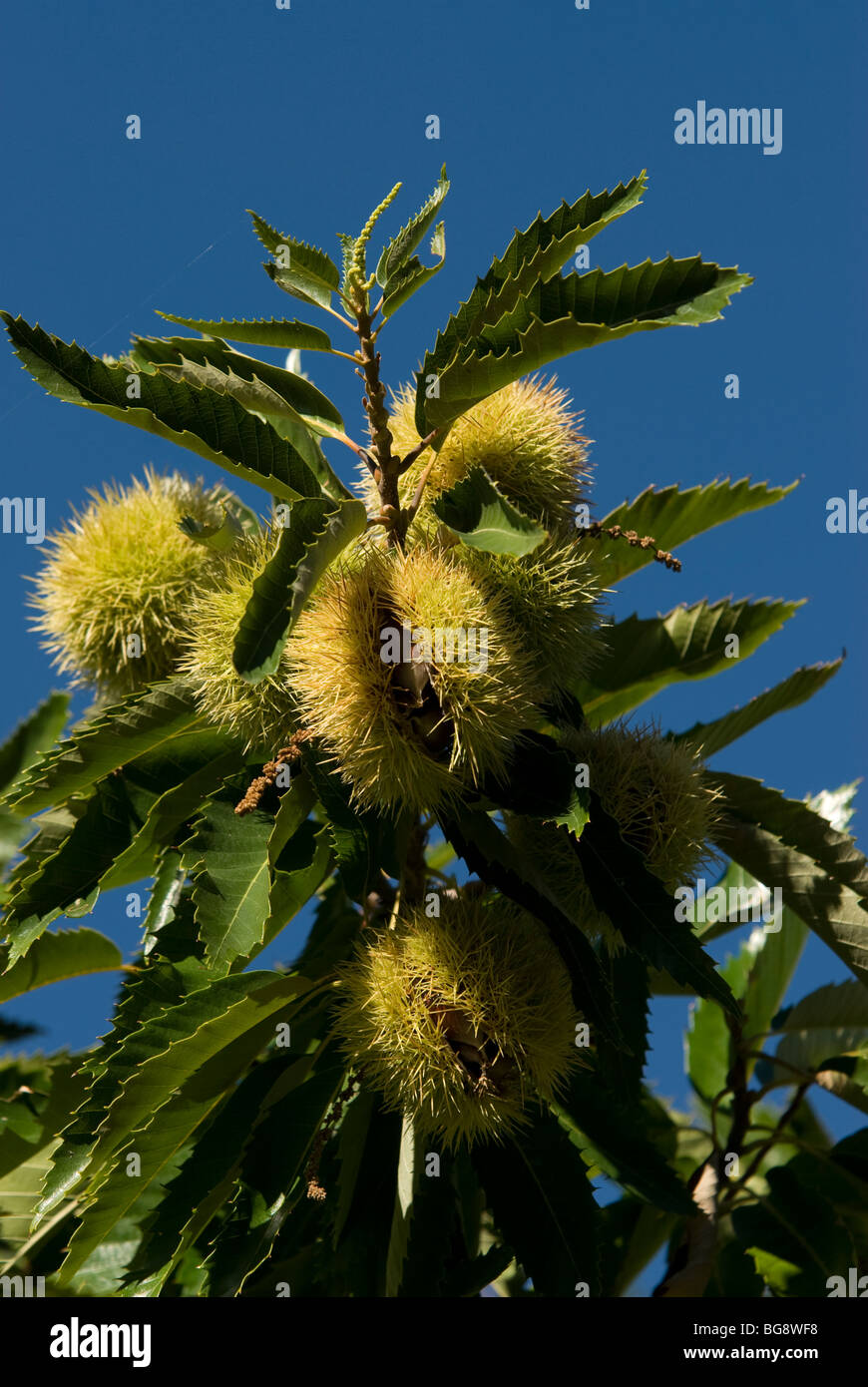 Sweet Chestnut still in spiny covered casing on tree Stock Photo - Alamy