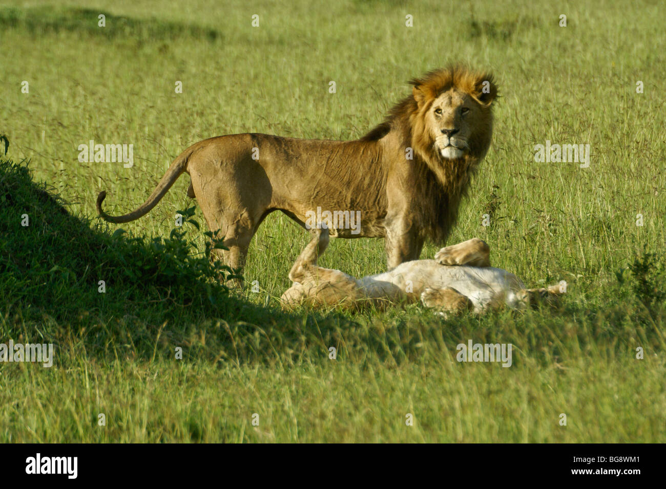 Mating pair of African lions, Masai Mara, Kenya Stock Photo - Alamy