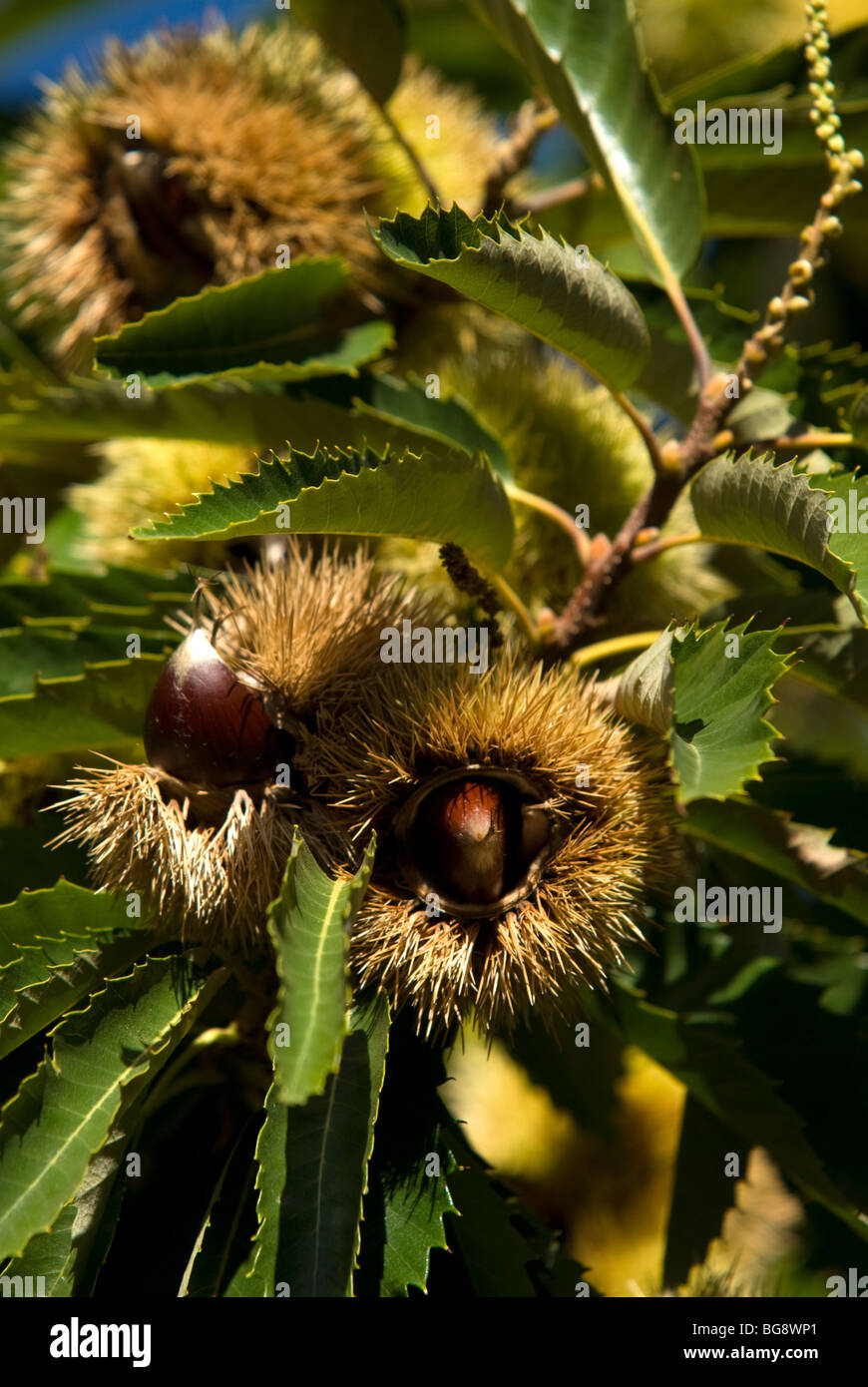Casing tree hi-res stock photography and images - Alamy