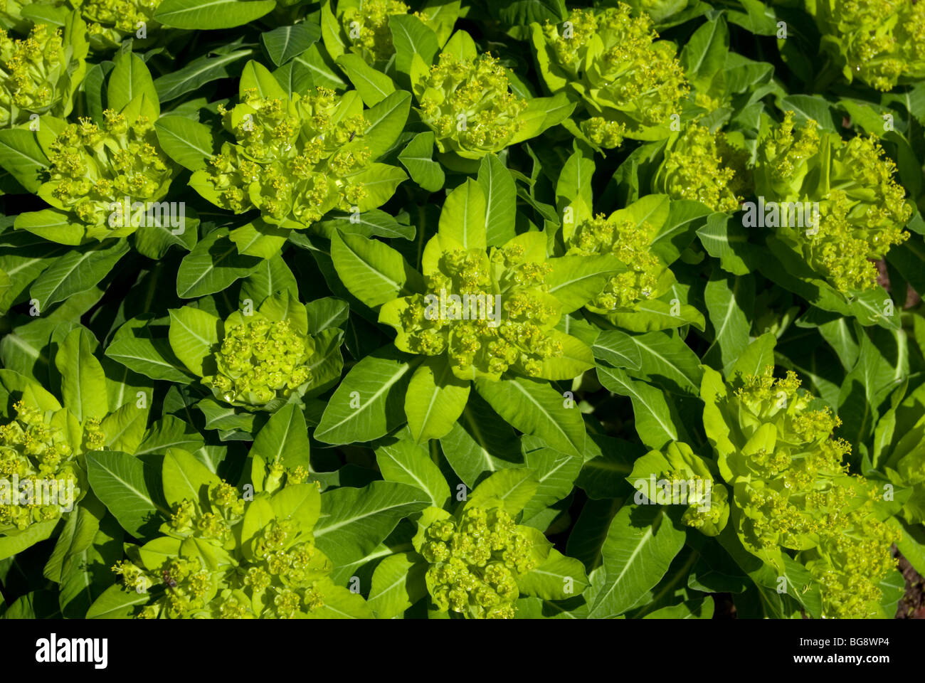 Euphorbia hyberna, Irish Spurge Stock Photo - Alamy