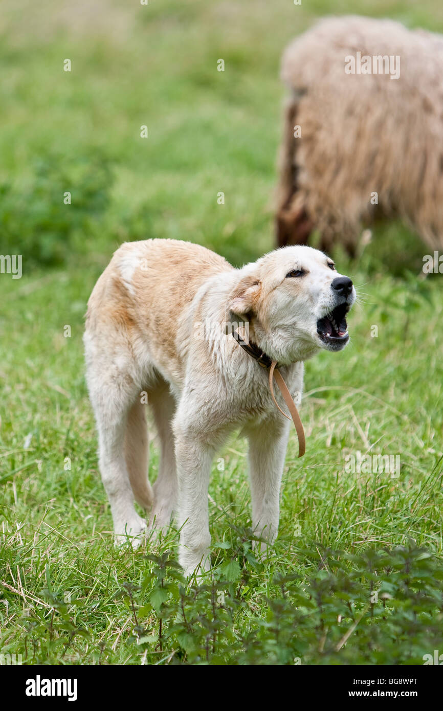 a sheperd dog barking to the sheep in the field Stock Photo - Alamy