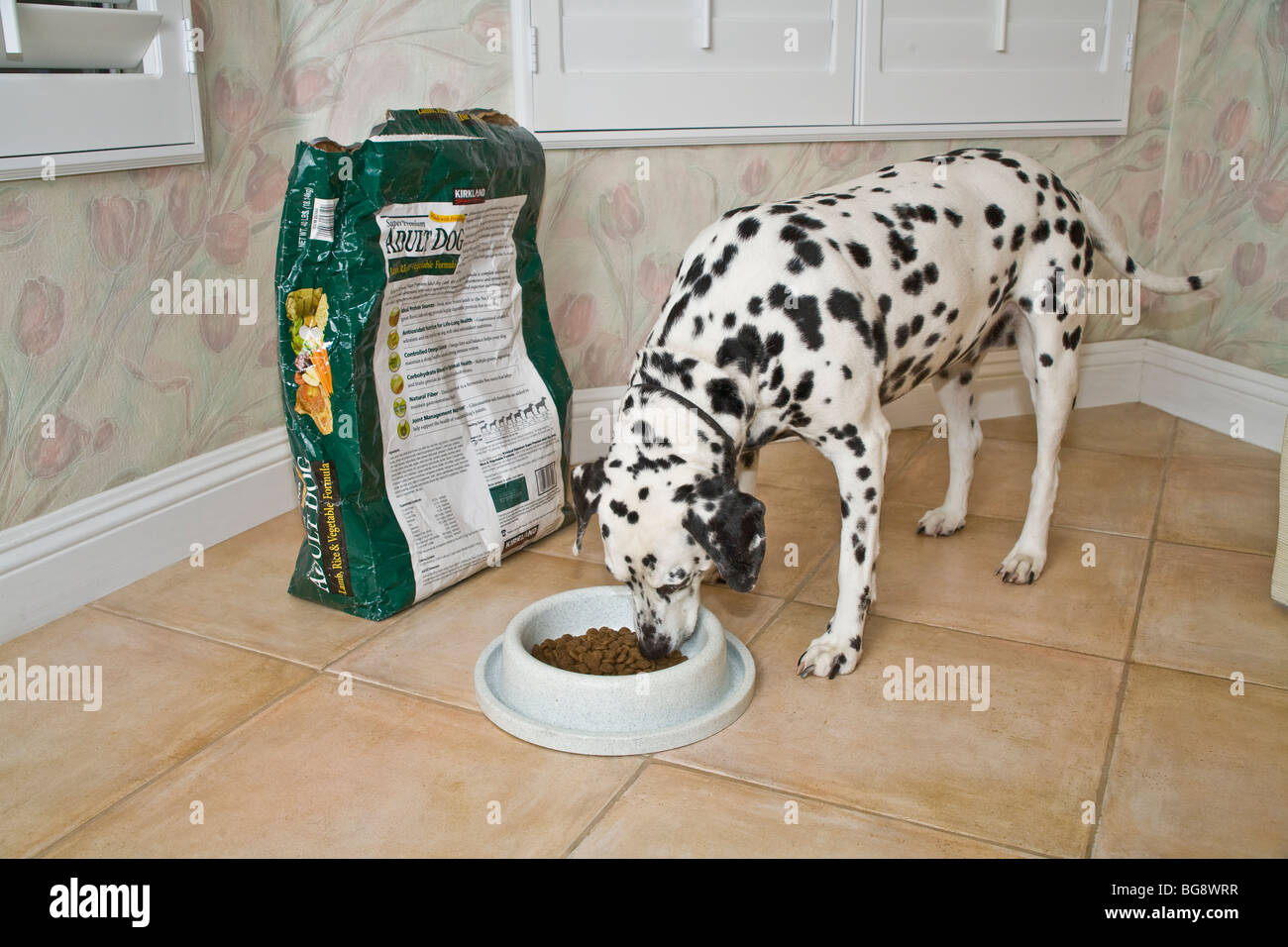 Spotted spotty Dalmatian dog eating from dish near dog food bag MR ...