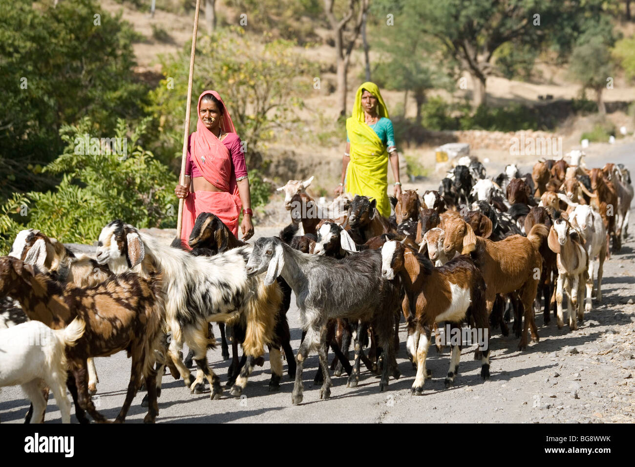 India Rajasthan Women & goats Stock Photo - Alamy