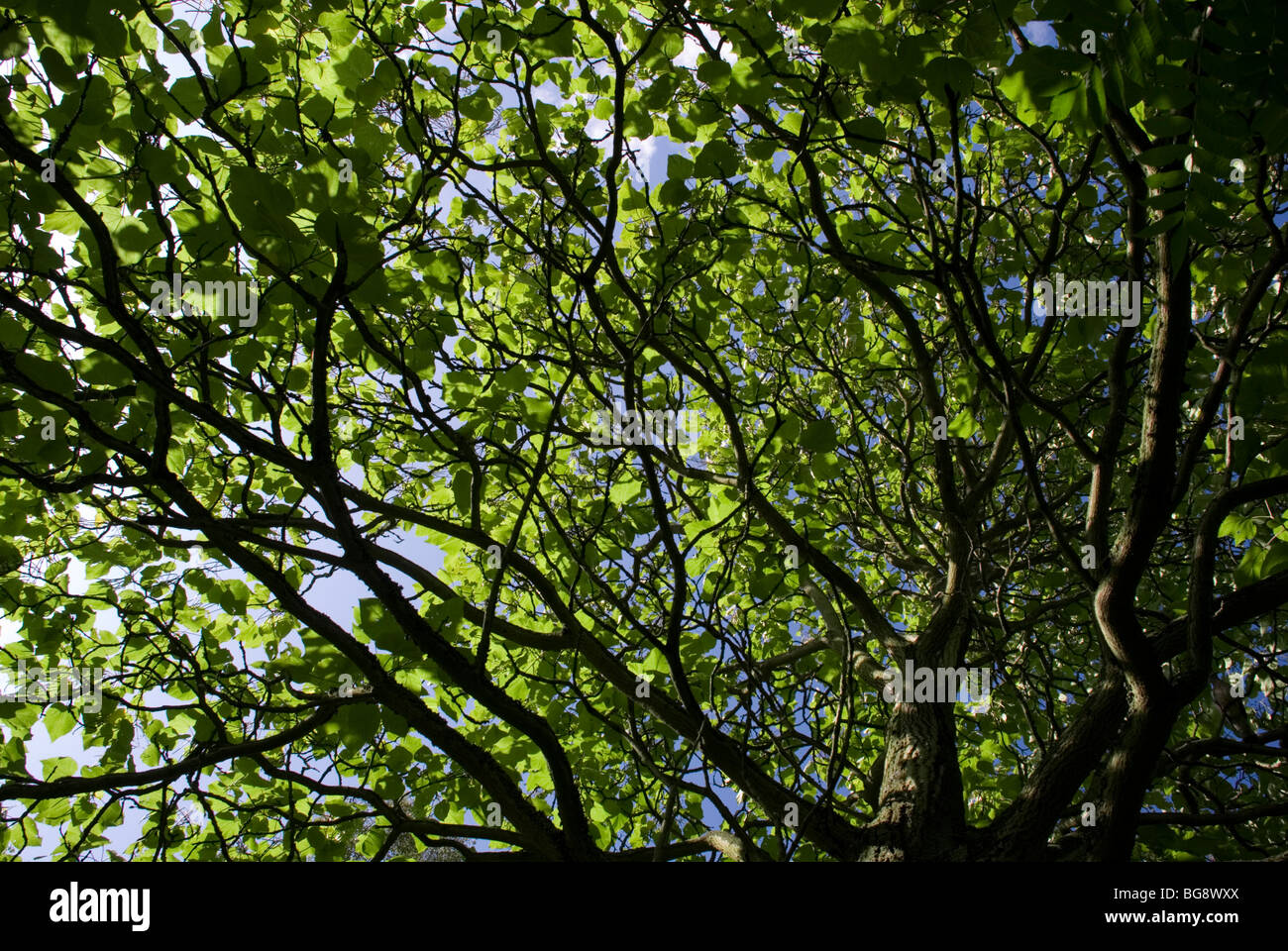 Catalpa bignonioides, Indian Bean tree Stock Photo - Alamy