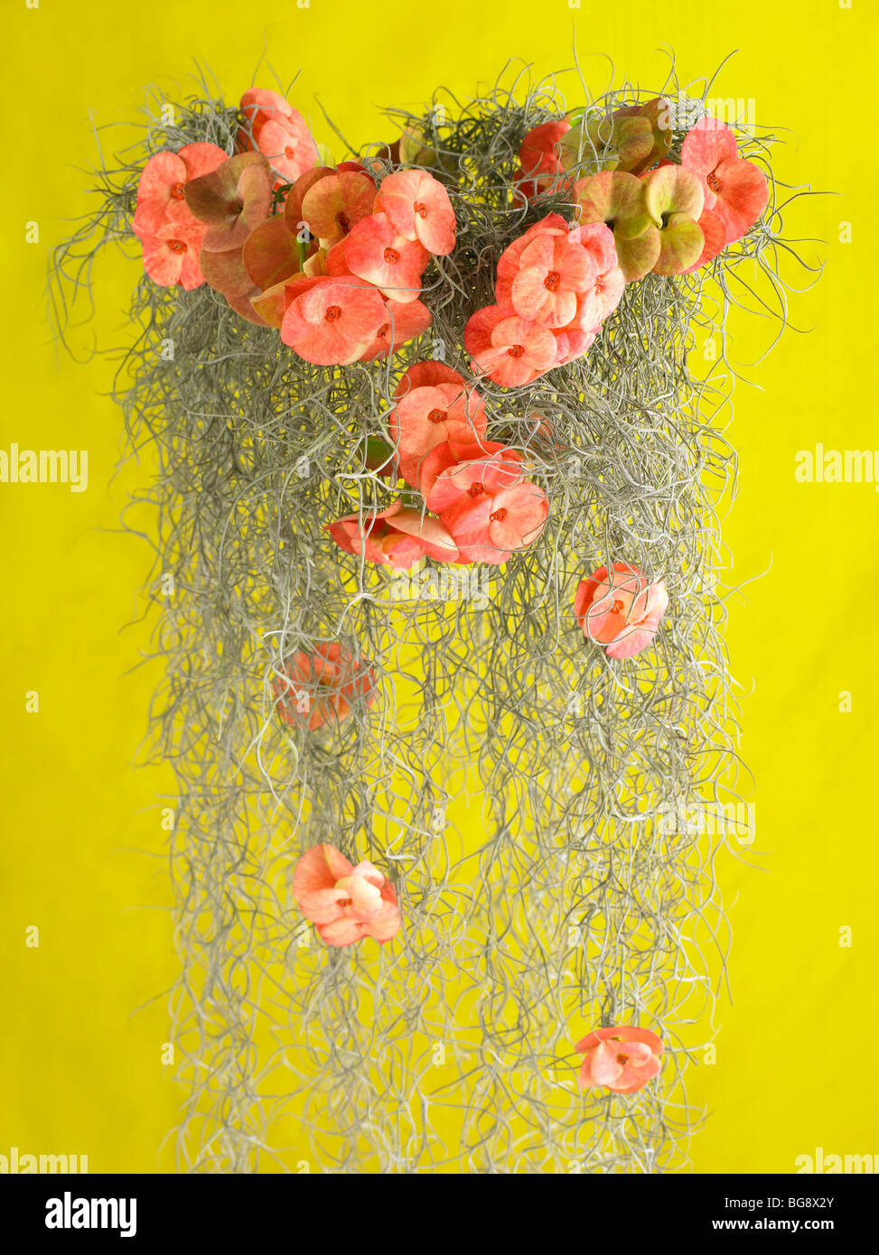Pink tropical flowers in moss on yellow background Stock Photo - Alamy