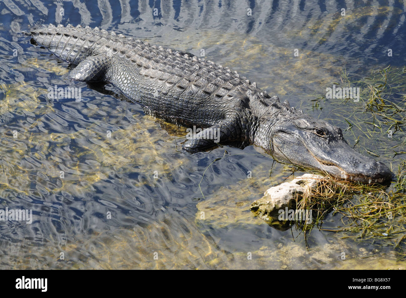 American Alligator in the Everglades National Park, Florida Stock Photo ...