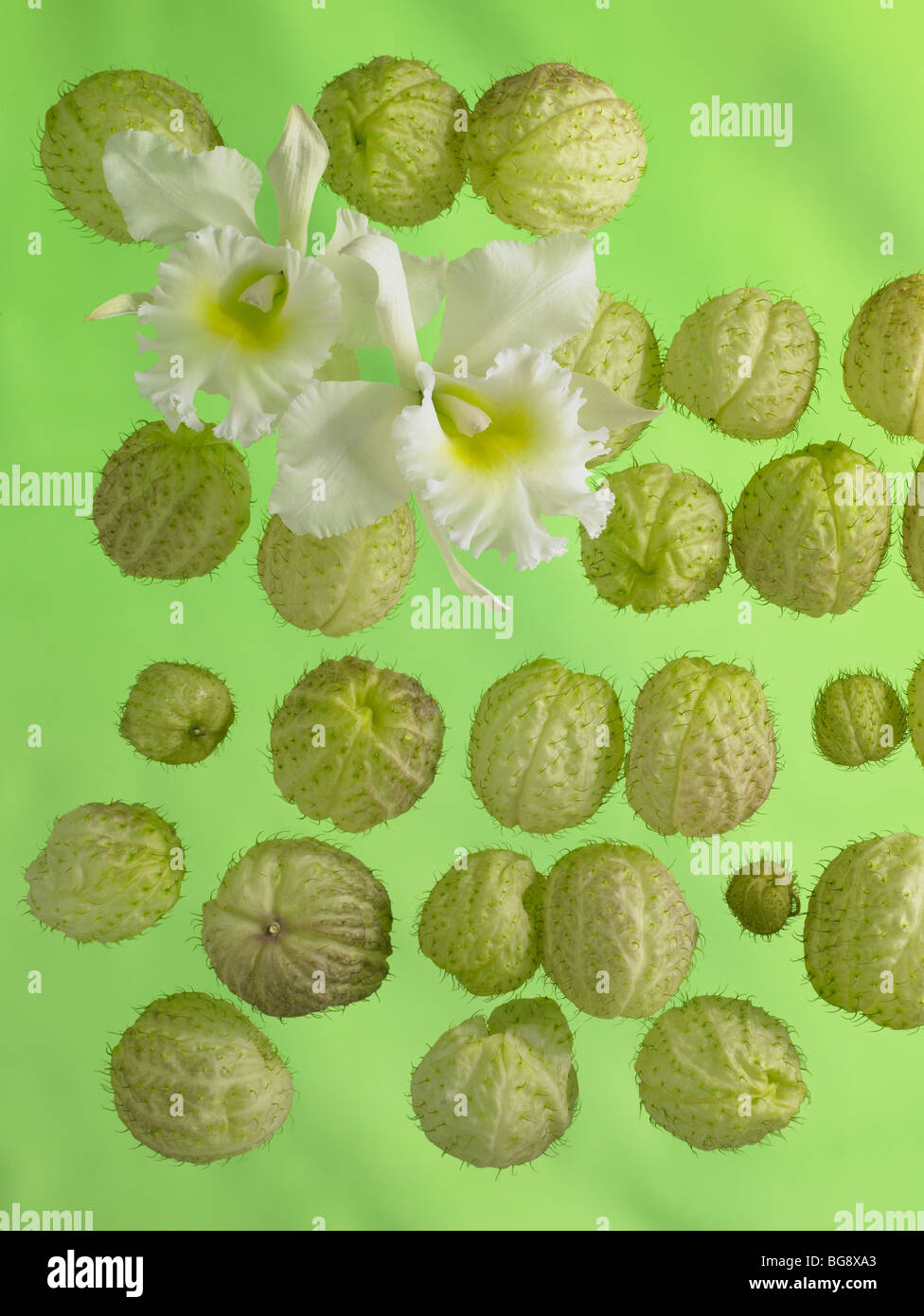 White orchids with green pods on green silk background Stock Photo - Alamy