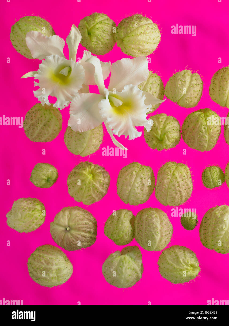 White orchids with green pods on pink silk background Stock Photo - Alamy