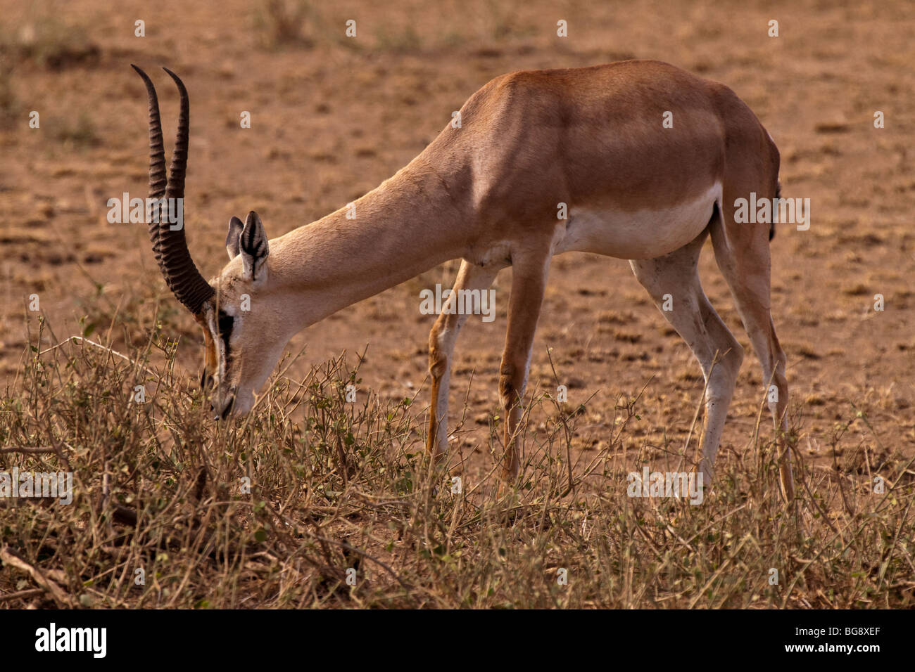 Gazelle in National park Amboseli in Kenya Stock Photo - Alamy
