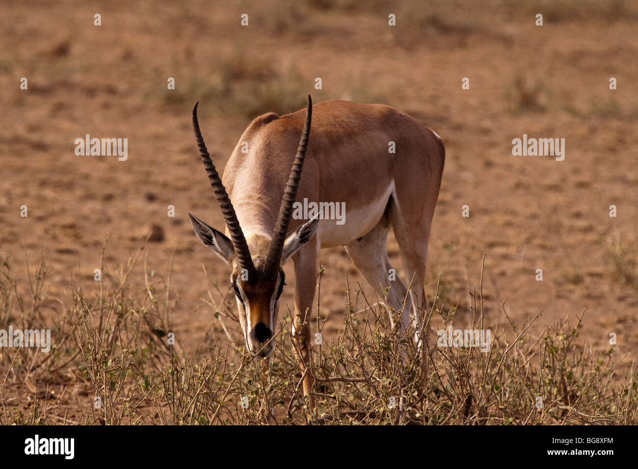 Gazelle in National park Amboseli in Kenya Stock Photo - Alamy