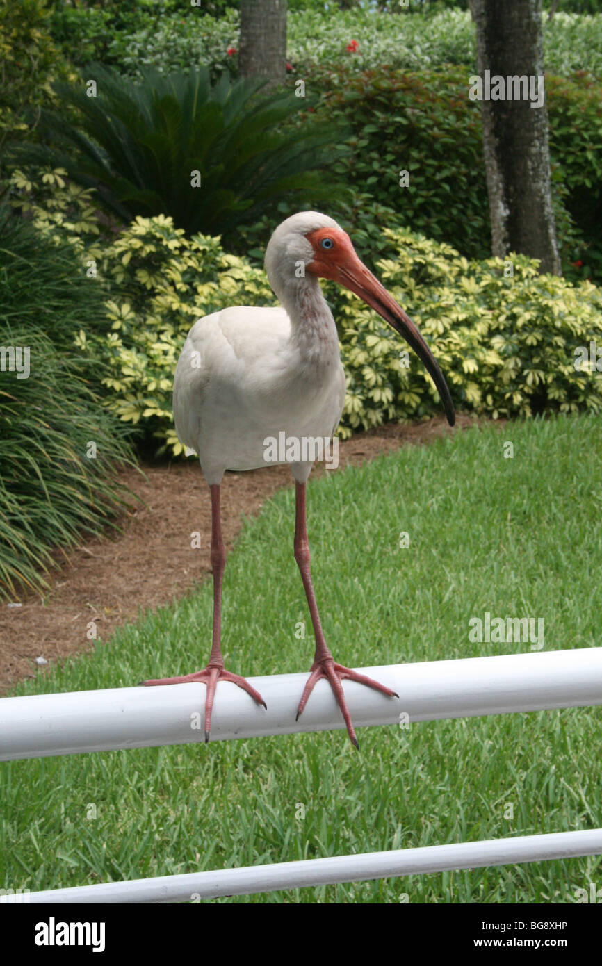 White Ibis at Bush Gardens in Florida Stock Photo - Alamy