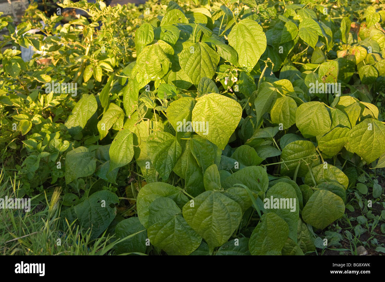 Dwarf french beans growing hi-res stock photography and images - Alamy