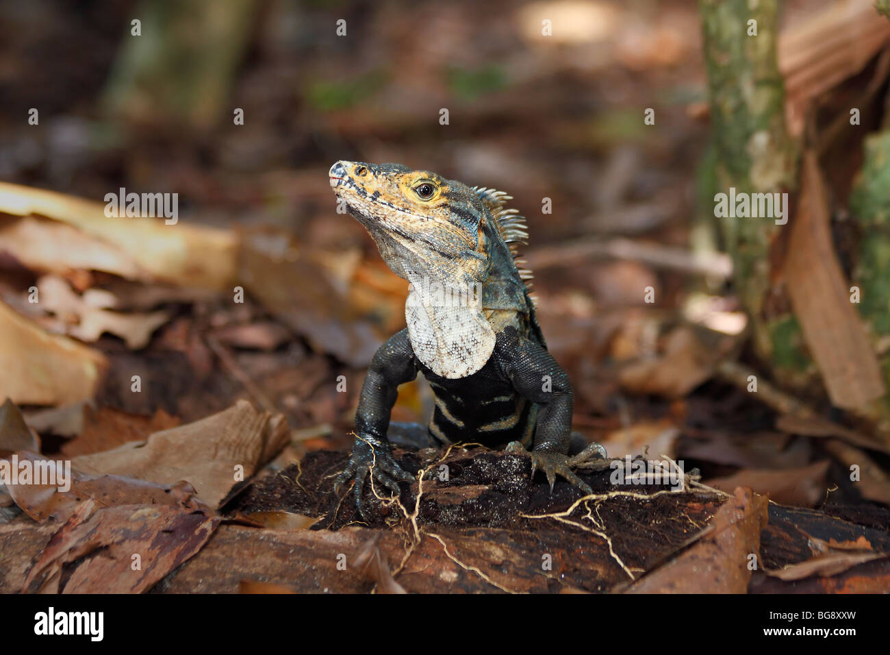 Black Iguana, Ctenosaura similis Stock Photo - Alamy
