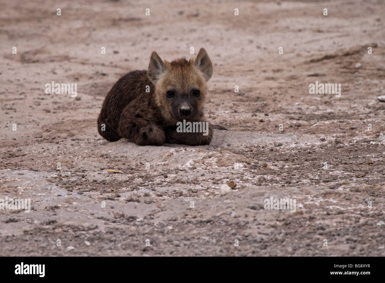 Small hyena in National park Amboseli in Kenya Stock Photo - Alamy