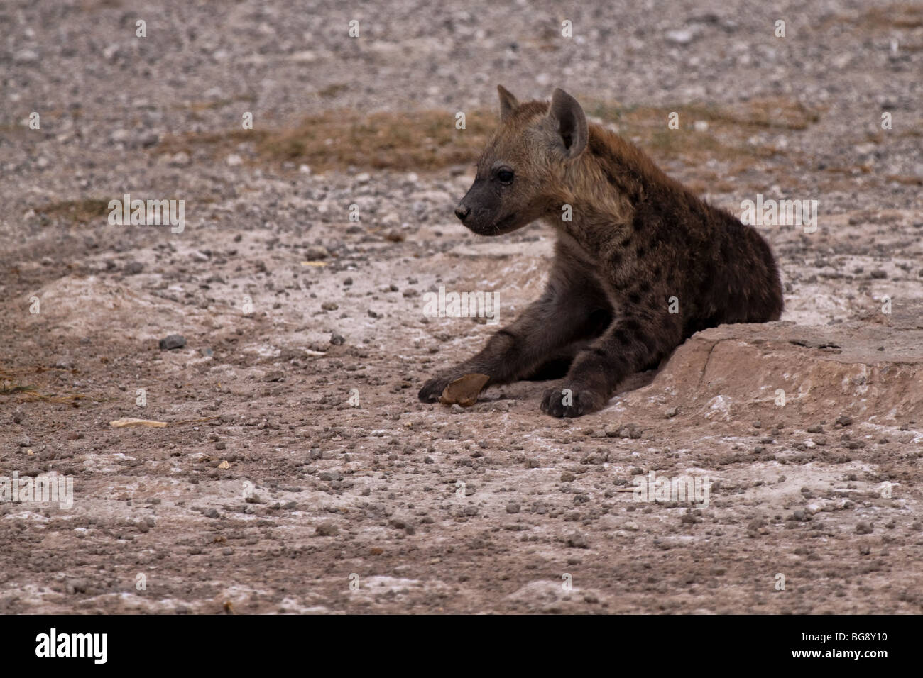 Small hyena in National park Amboseli in Kenya Stock Photo - Alamy