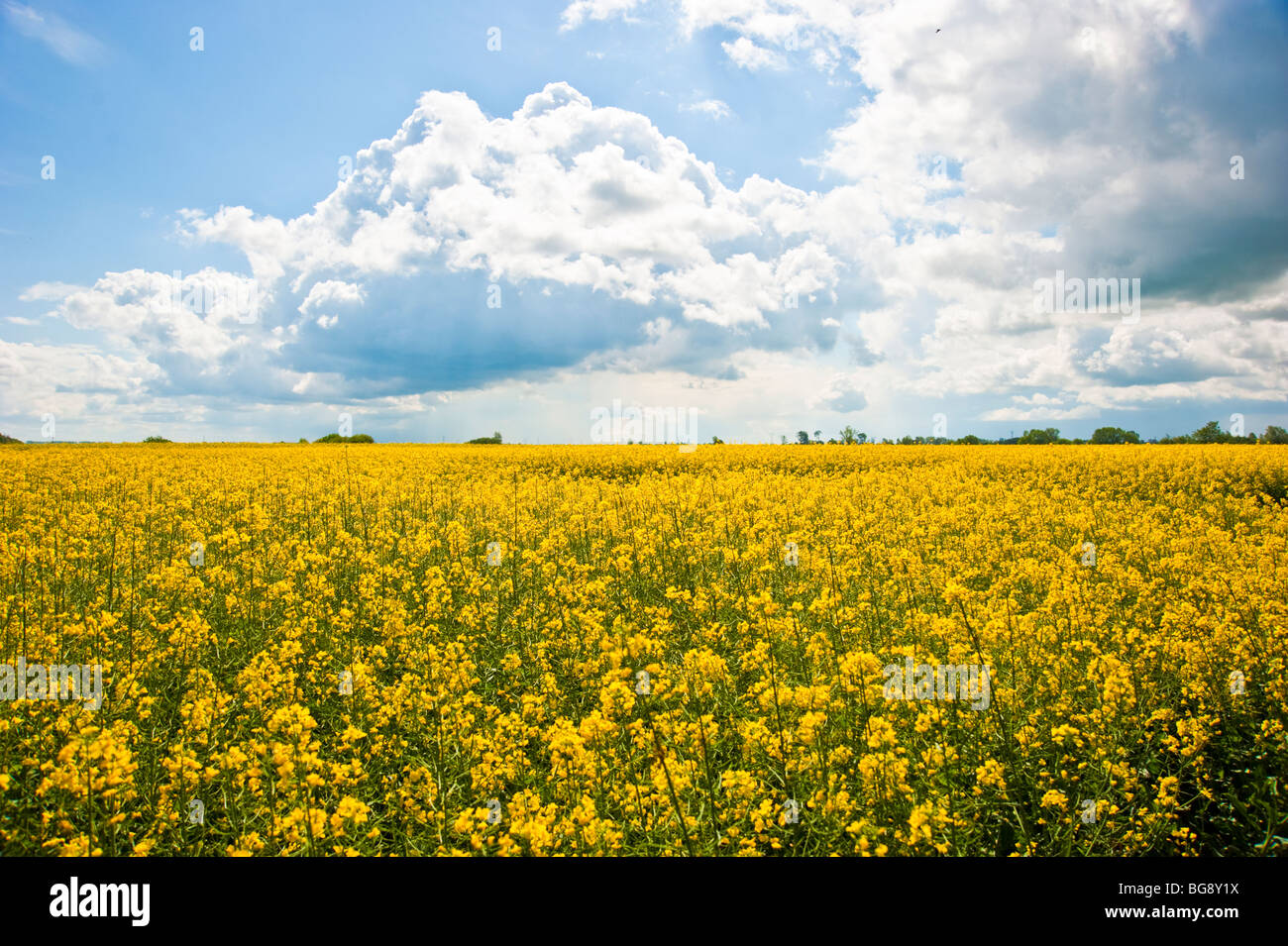 Blooming rape (Brassica napus) field with yellow blossoms and blue sky ...