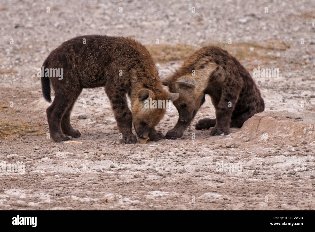 Two small hyenas in National park Amboseli in Kenya Stock Photo - Alamy