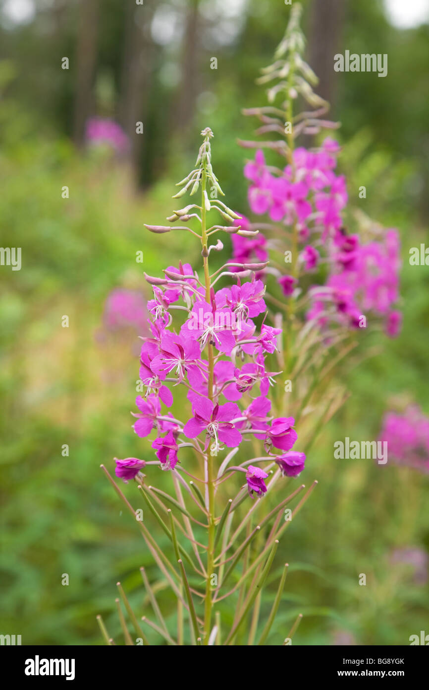 flowering spikes of fireweed (Rosebay Willowherb, Epilobium angustifolium Stock Photo - Alamy
