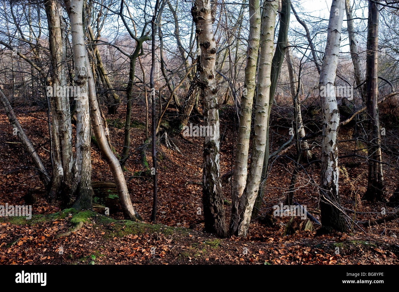 Silver Birch trees in ancient woodland in Essex. Photo by Gordon ...