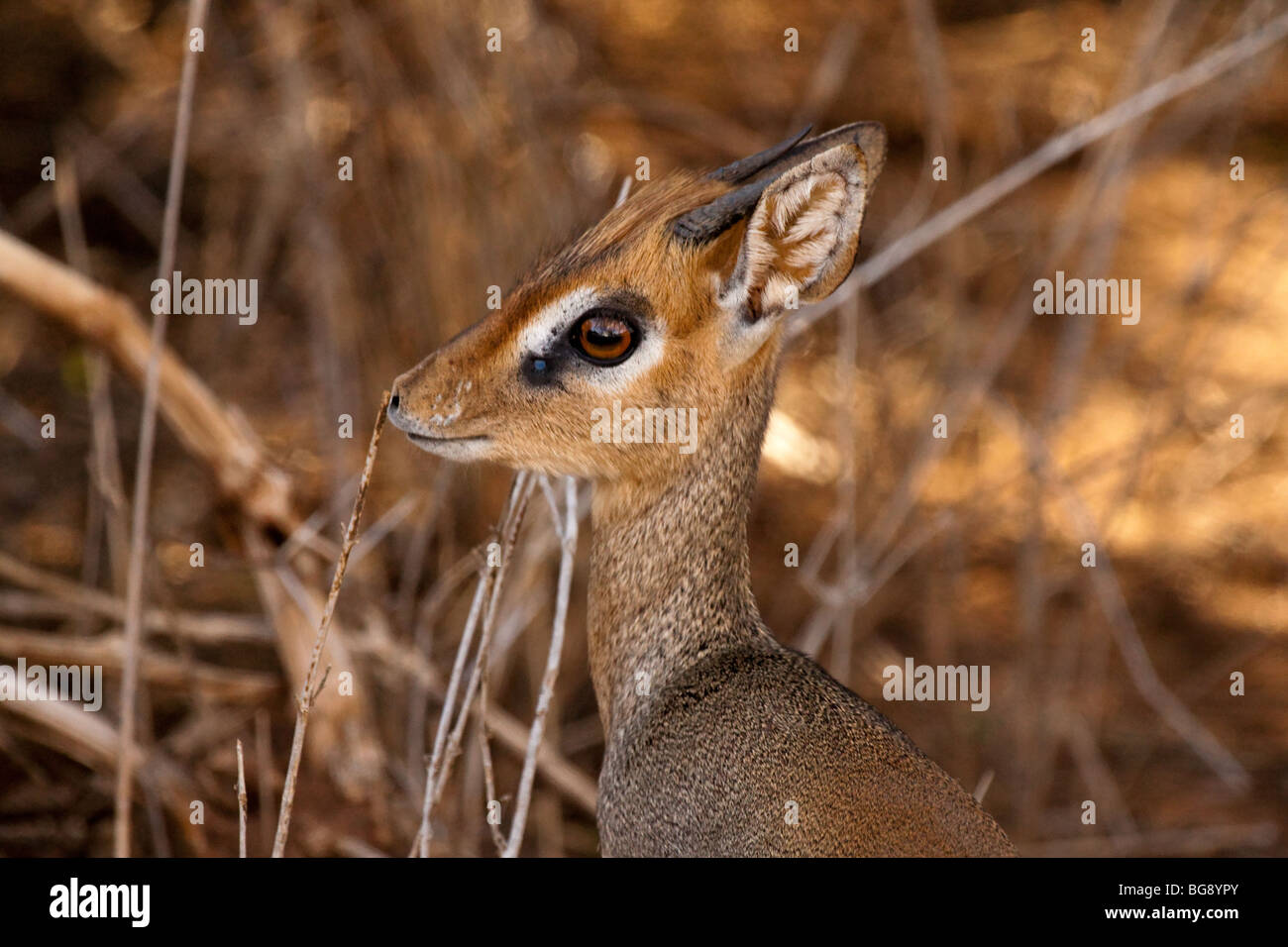 Dik dik standing in grass hi-res stock photography and images - Alamy