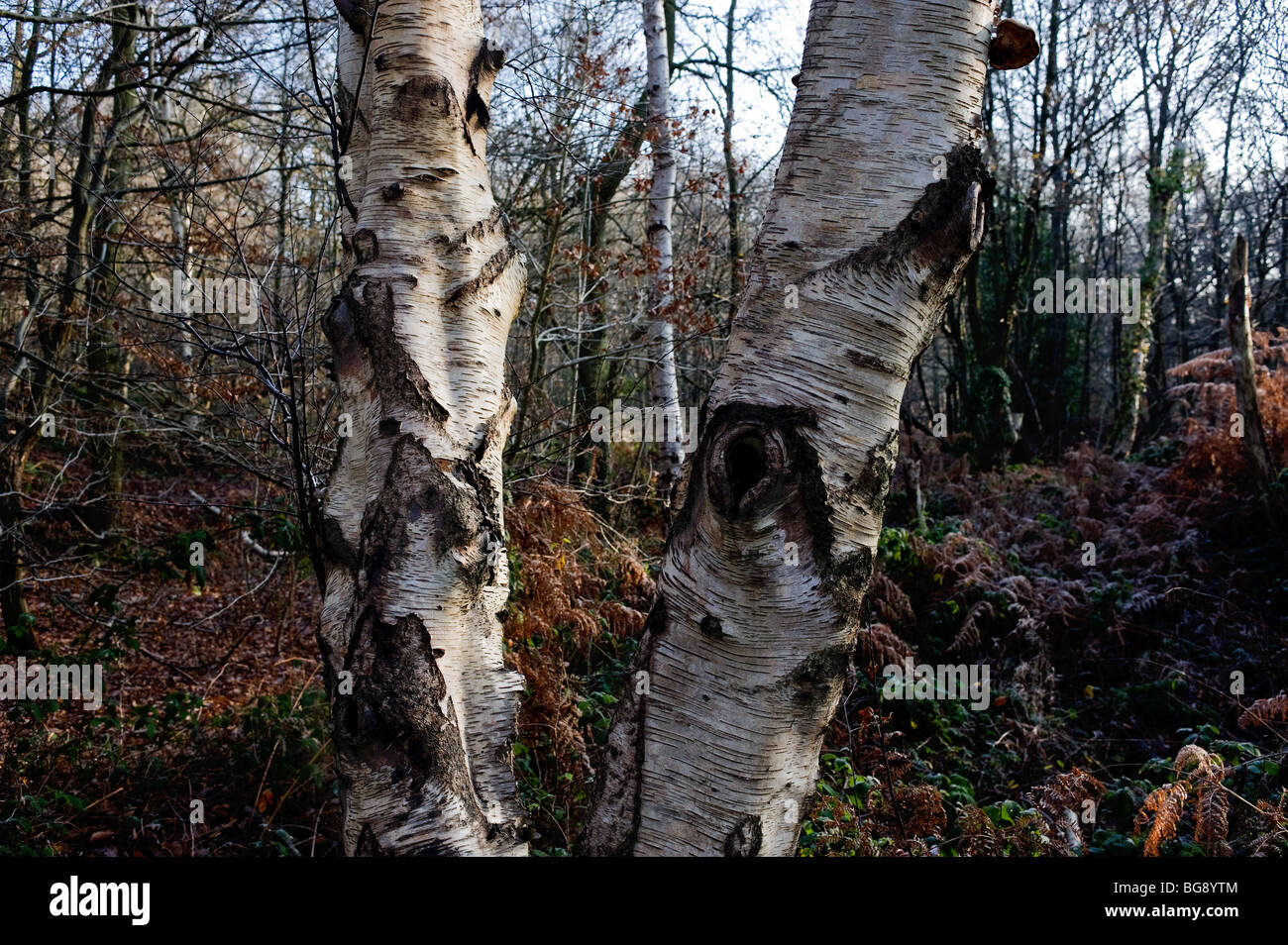 The trunks of Silver Birch trees in ancient woodland in Essex. Photo by ...