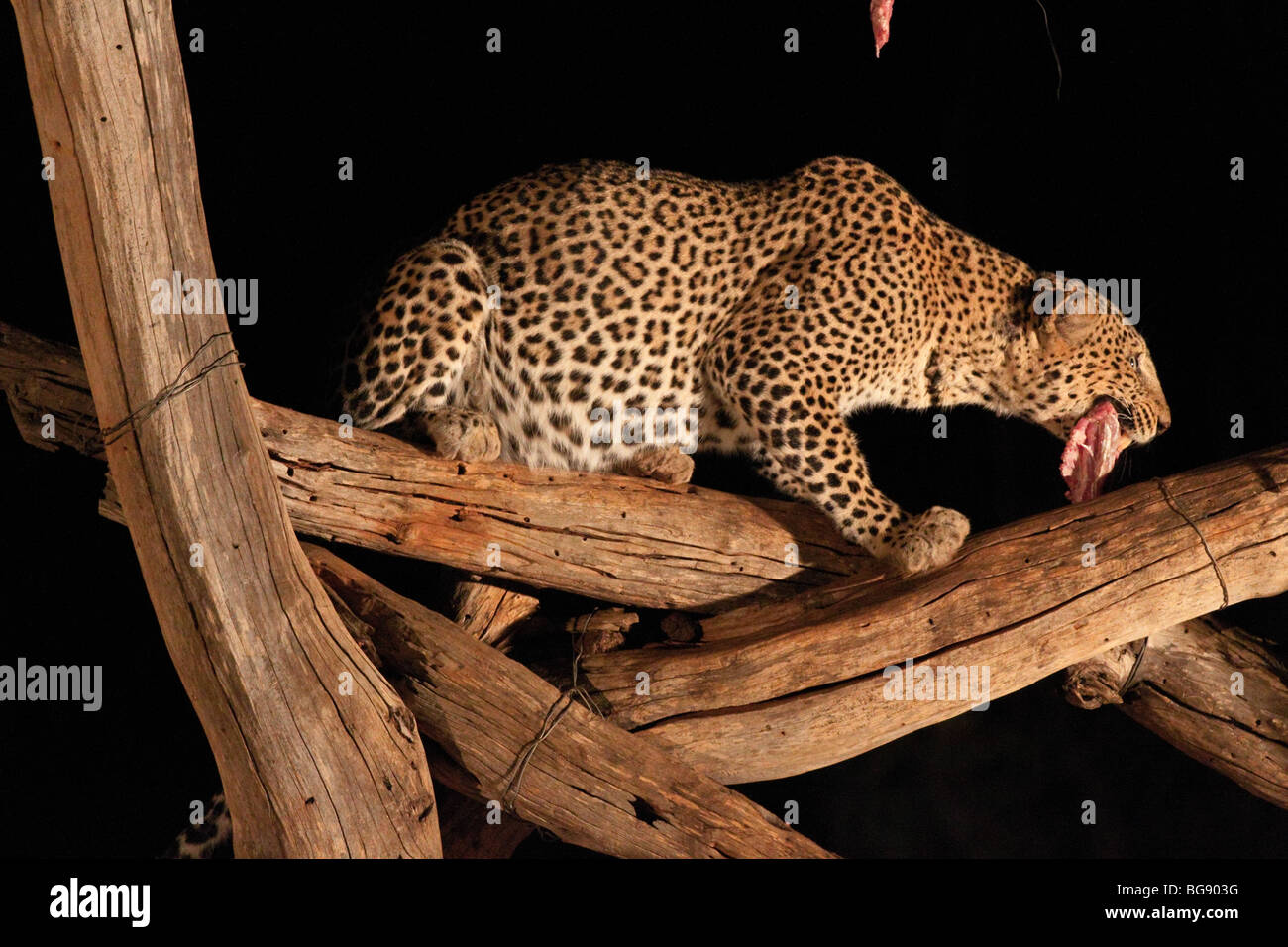 leopard national park safari tree cat night tree tsavo mammal hunter ...
