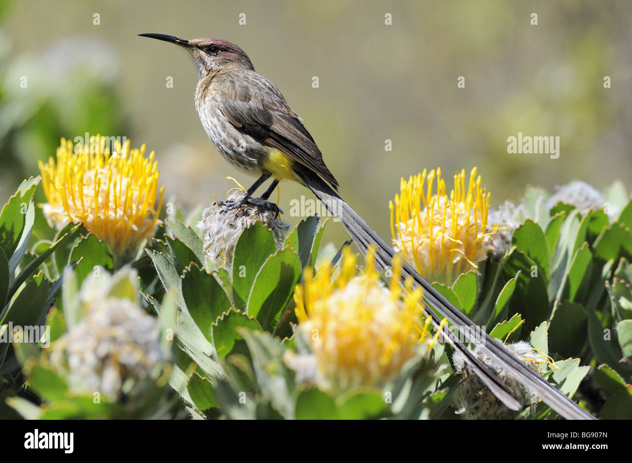 Male Cape Sugarbird in Yellow Pinchusion Protea Flower Stock Photo - Alamy