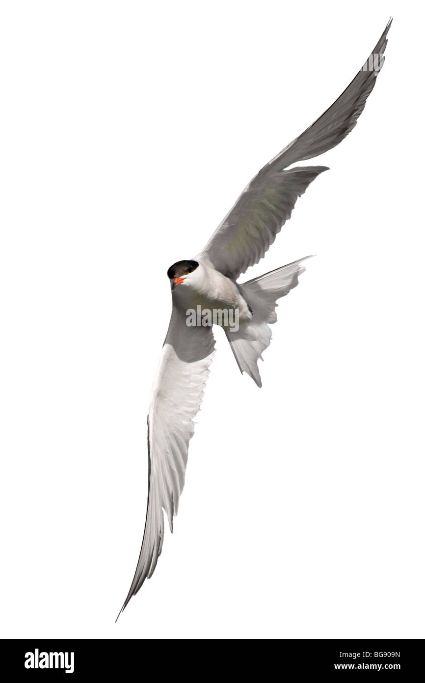 Common tern Cut Out Stock Images & Pictures - Alamy